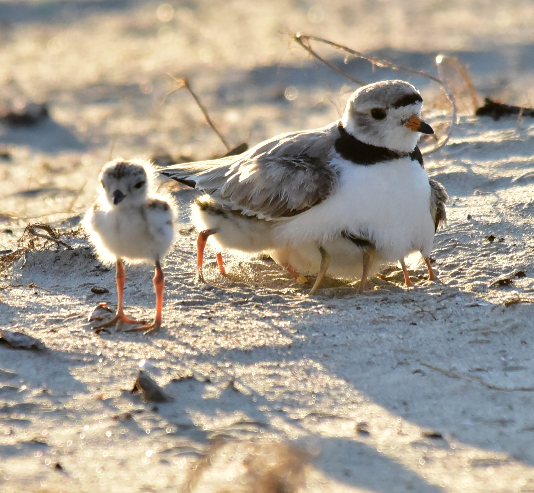 Piping Plovers Enclosure